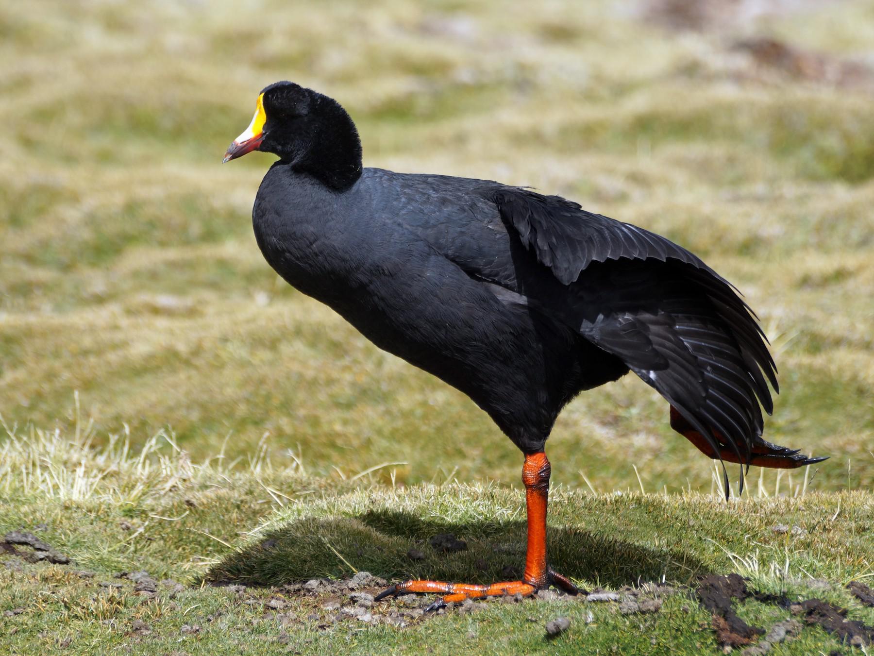 Científicos descubren tagua gigante que habitó la zona central de Chile ...